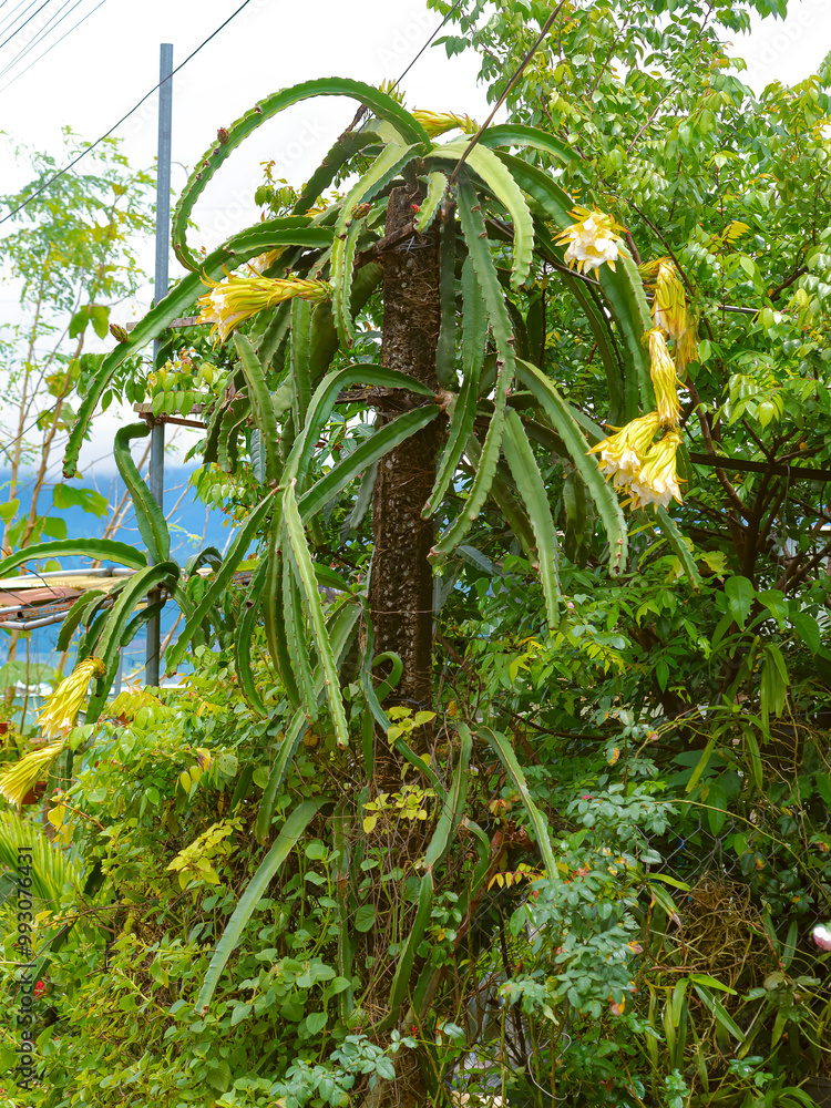 Dragon fruit trees grown on the border of Laos and Vietnam are blooming ...