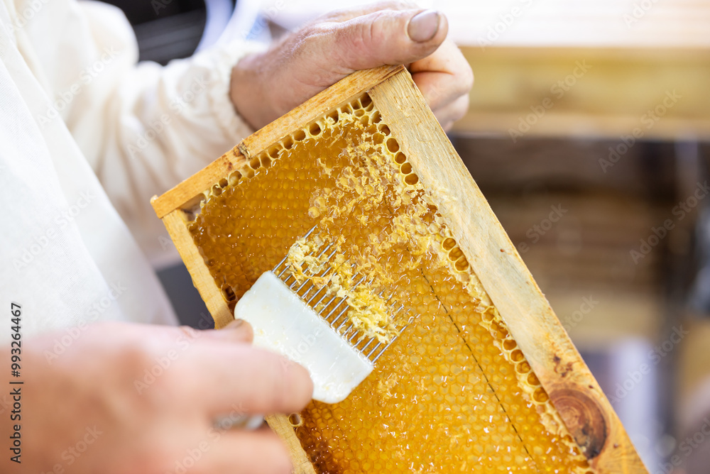 Beekeeper opening honey frames with fork tool. Harvesting honey from ...