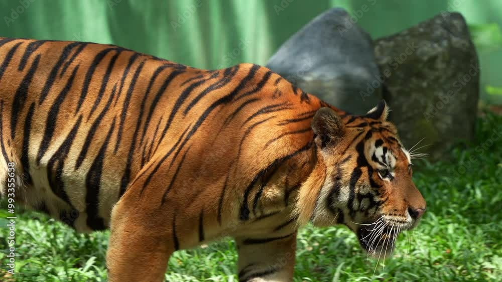 Apex predator, a Malayan tiger (Panthera tigris tigris) with beautiful ...