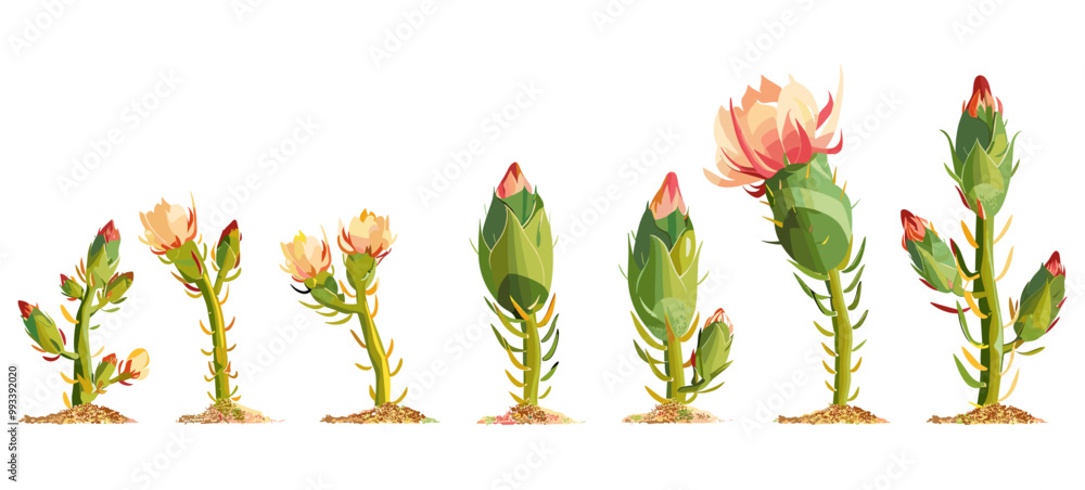 Desert Plant Growth Stages vector illustration, flowering plant ...