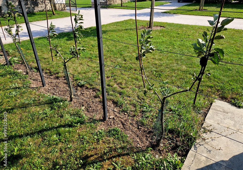 apple trees grown in flat vertical palmettes. branching at sharp angles ...