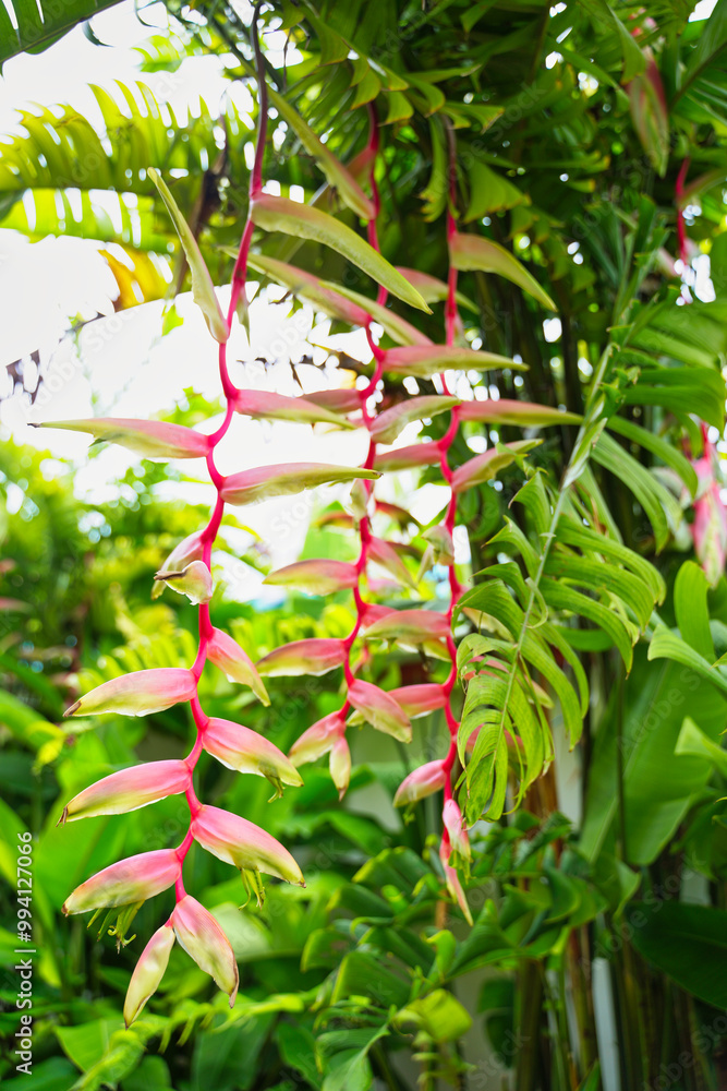 Heliconia chartacea plant with paired large oblong leaves and pale pink ...
