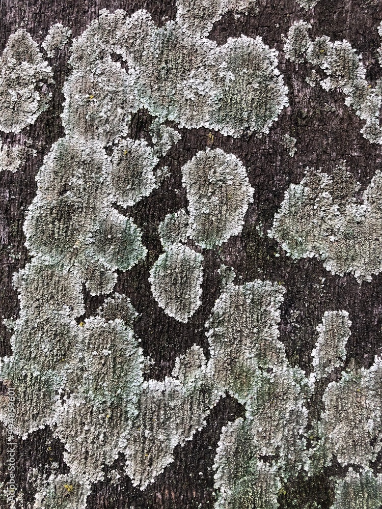 rounded lichen on tree bark, hybrid colony of algae or cyanobacteria ...