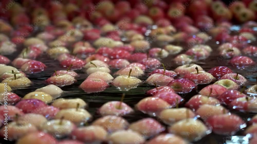 Harvested Apples Being Washed in Fruit Processing Plant - Rack Focus ...