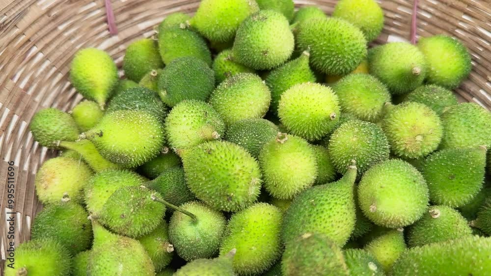 Desi fresh contola or kantola spiny gourd or spine gourd (momordica ...