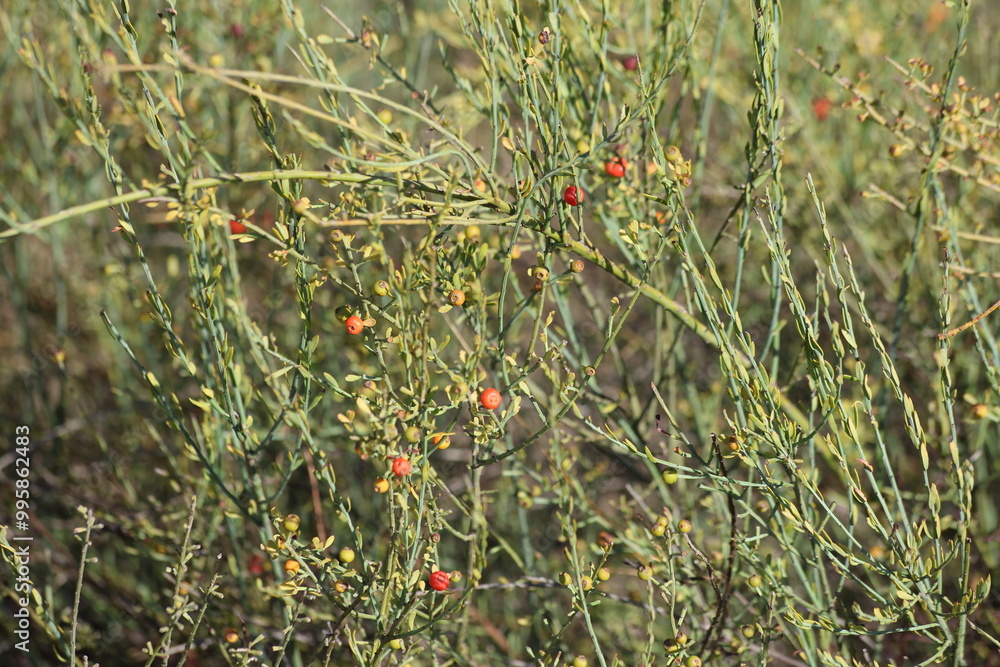 Osyris alba is a small perennial plant in the genus Osyris belonging to ...