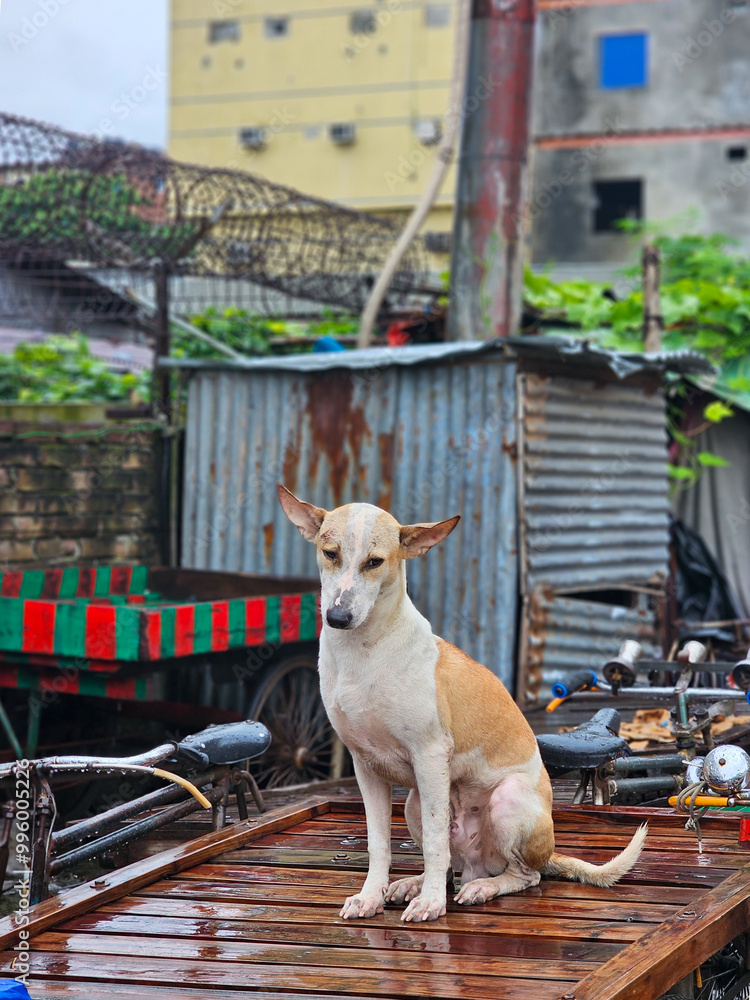 South Asian dog sitting on a van on a rainy day at a slum of Dhaka ...