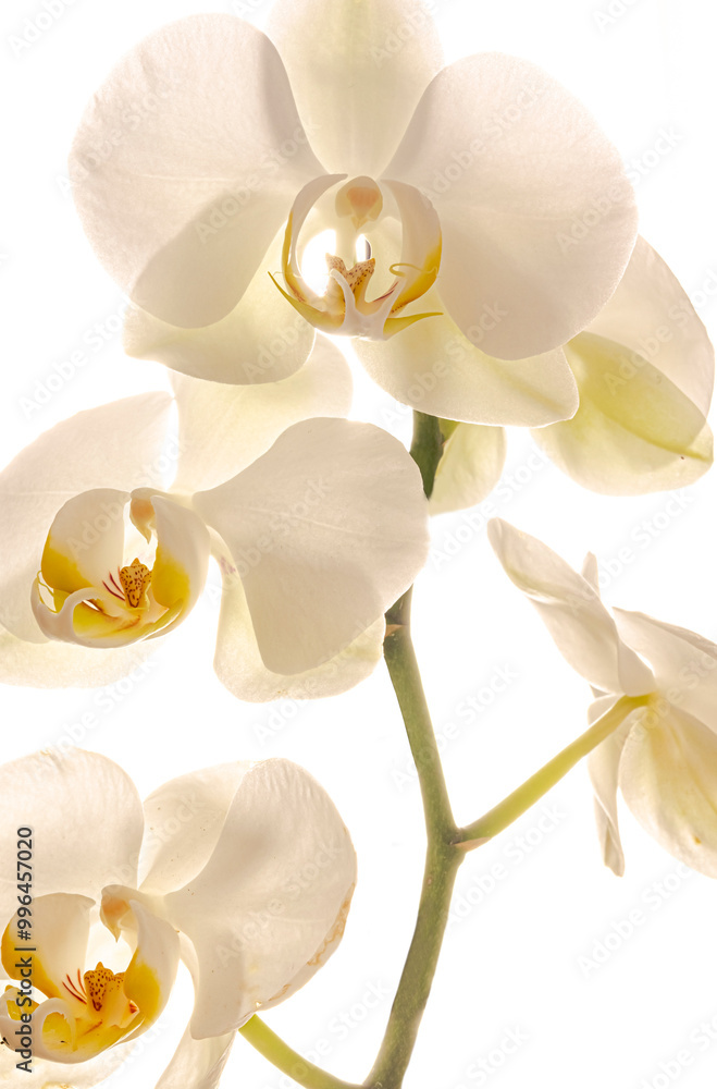White orchid plant from the Orchidaceae family, featuring a green stem ...