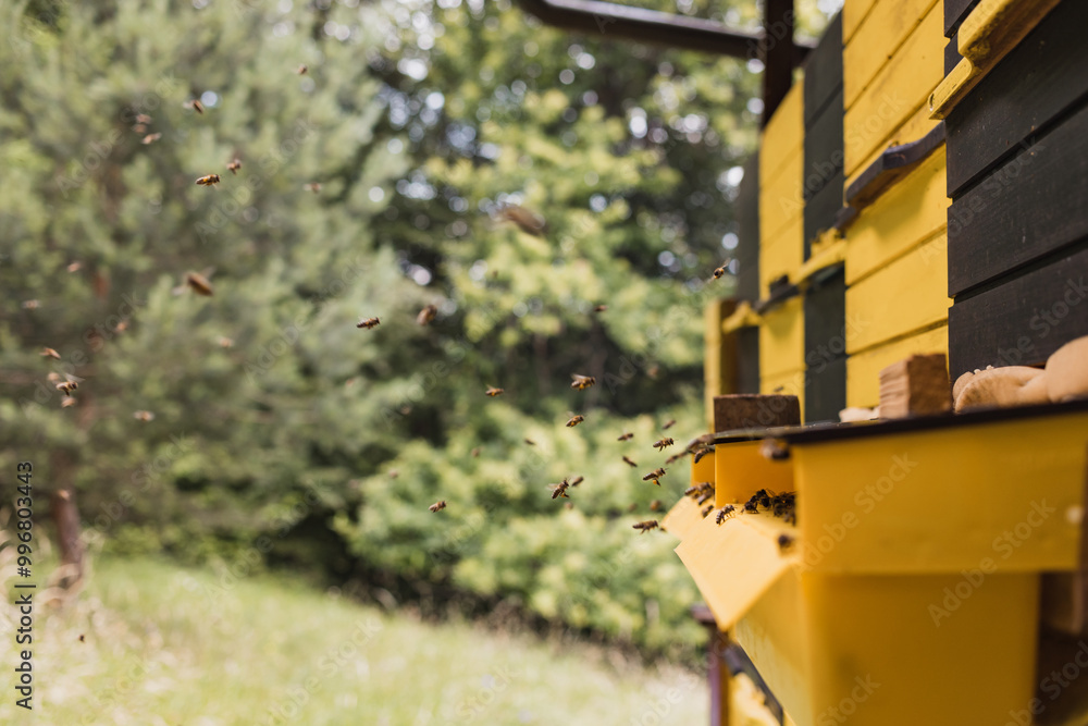 Beehive entrance with a landing pad, honey bees coming and going ...
