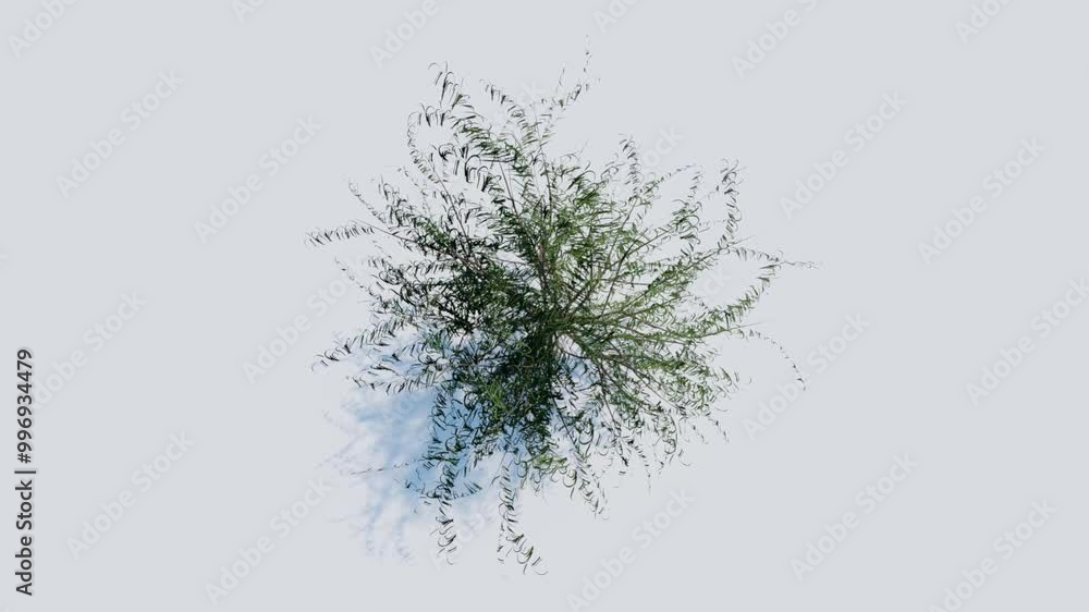 tree top view plant landscape architecture nature garden aerial render ...