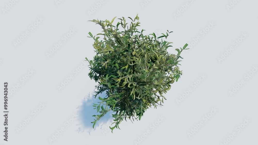 tree top view plant landscape architecture nature garden aerial render ...
