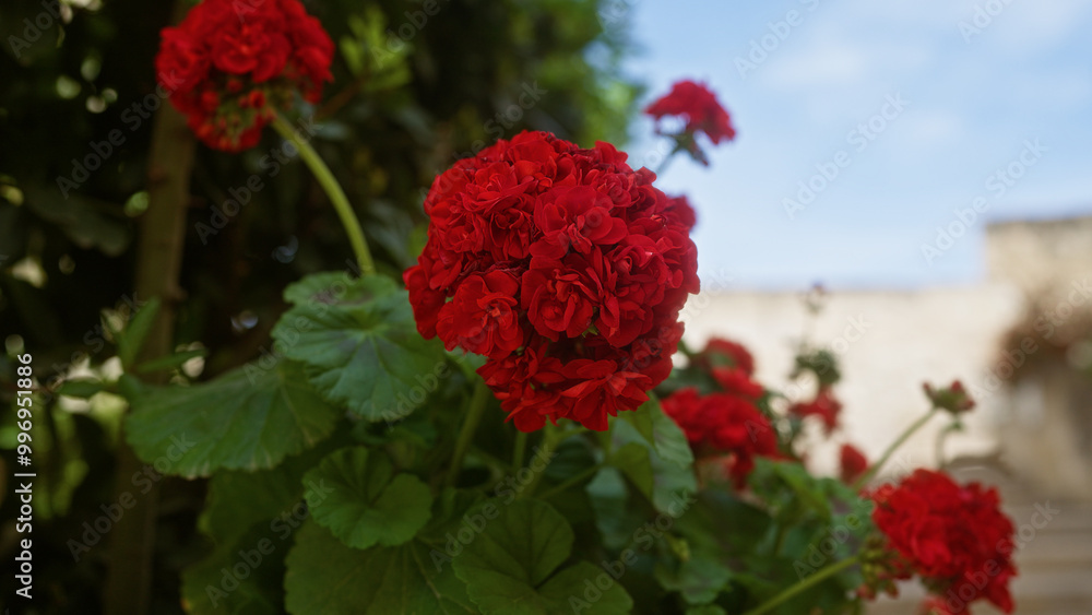 Bright red geranium flowers, scientifically known as pelargonium ...