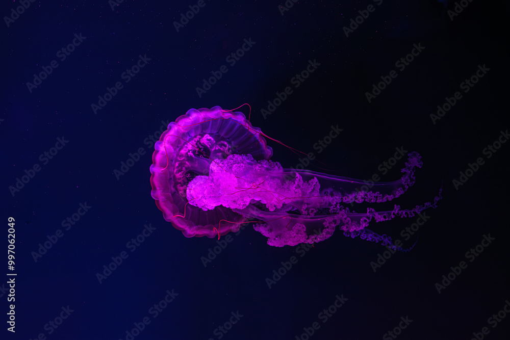 Jellifish South american sea nettle, Chrysaora plocamia swimming in ...