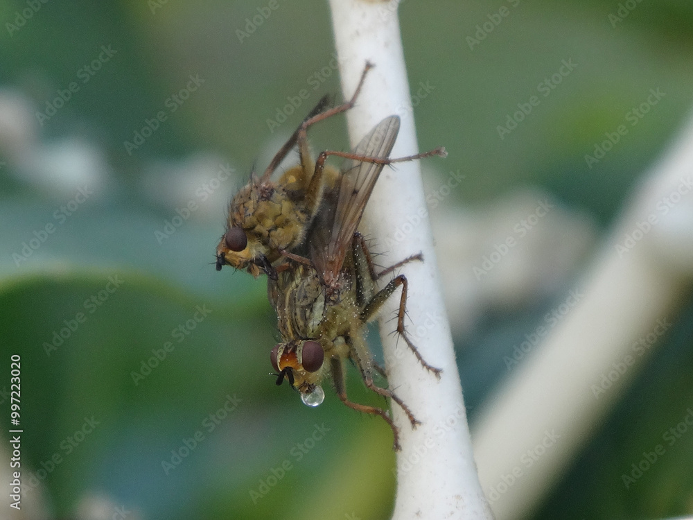 Yellow dung fly (Scathophaga stercoraria), mating pair on Japanese ...