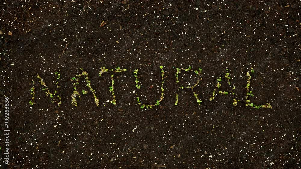 Super time lapse of real living word NATURAL emerging from the layer of ...