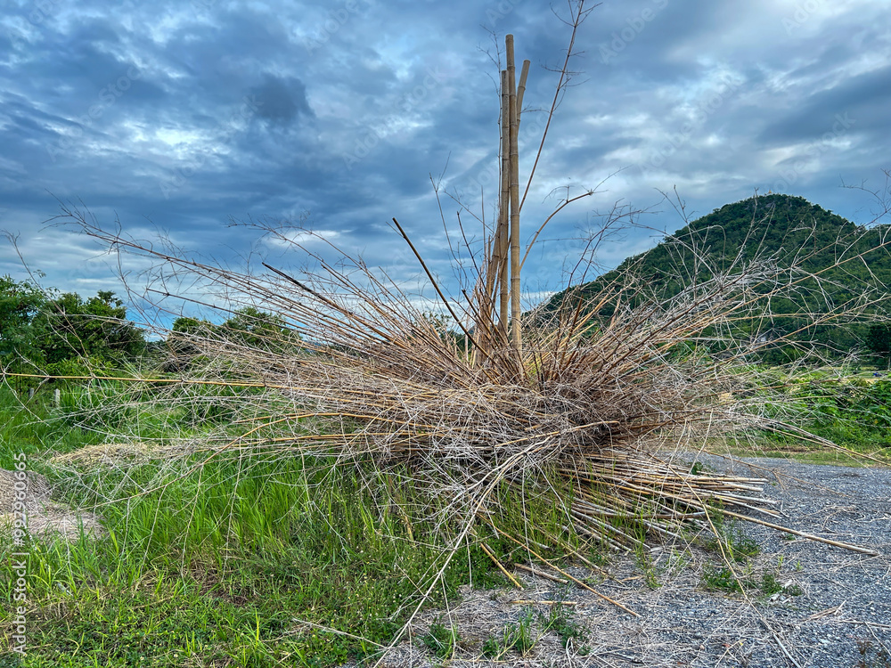 Dead bamboo. The bamboo in the summer stands dead, its leaves falling ...
