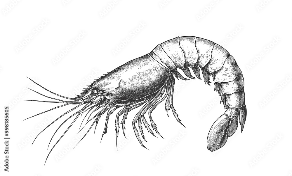 Seafood, shrimp prawn. Vintage retro print, black white seafood shrimp ...
