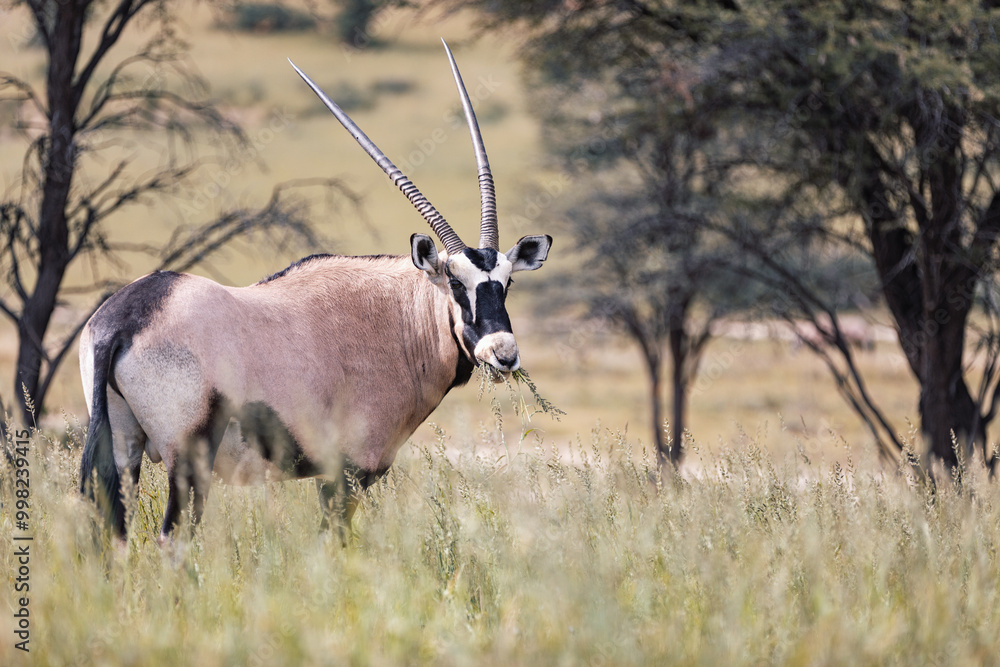 Póster Baby of Common african antelope Gemsbok, Oryx gazella in ...