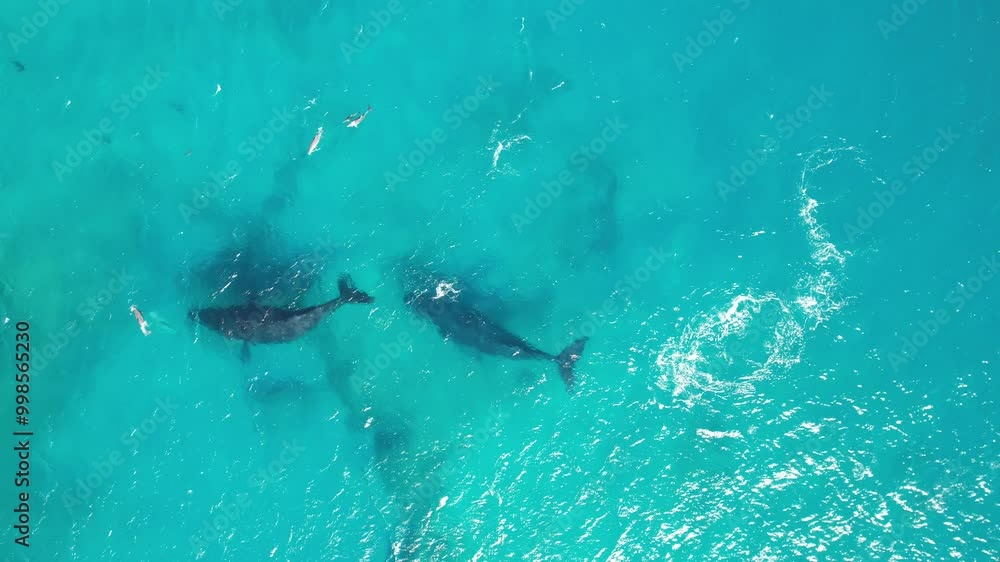 Aerial video of humpback whales and dolphins playing together. Two ...