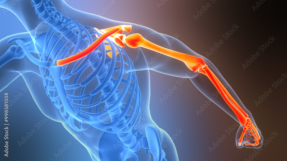 Human Skeleton System Upper Limb Bone Joints Anatomy Stock Illustration ...