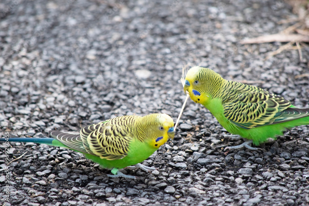 the princess Alexandra parrot has a pink neck and a light blue head and ...