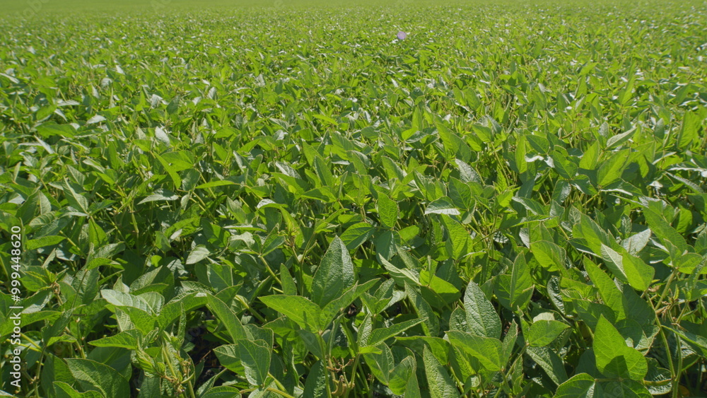 Agricultural Soy Plantation Background. Blooming Soybeans In Field In ...
