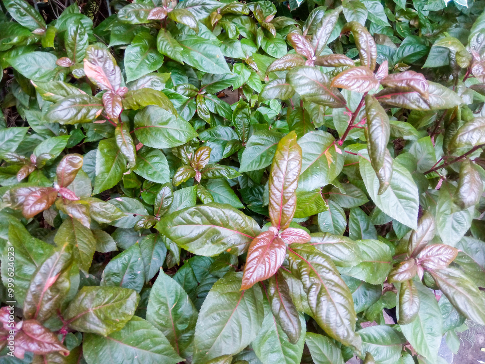 Amaranthus dubius, red spinach, Chinese spinach, spleen spinach, hon ...