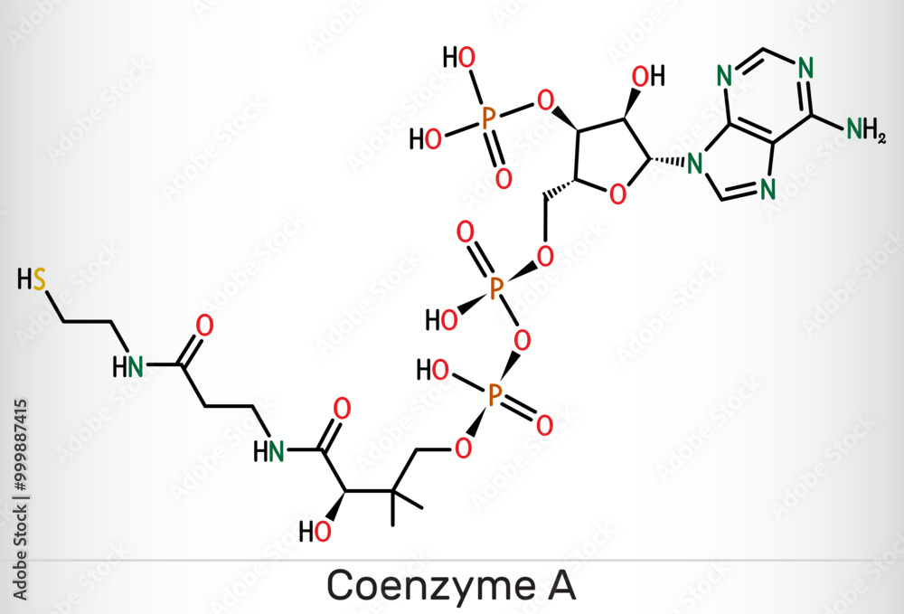 Coenzyme A, CoA, SHCoA, CoASH molecule. Essential coenzyme in fatty ...