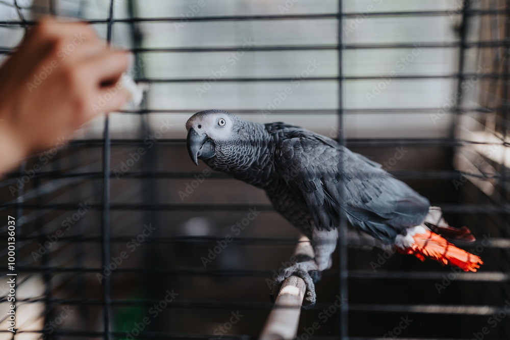 African grey parrot in a cage interacts with a human hand, showcasing ...