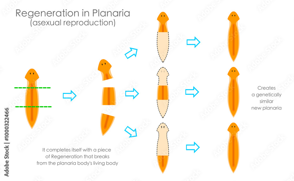 Planarian regeneration. Reproductive by fragmentation with stage arrows ...