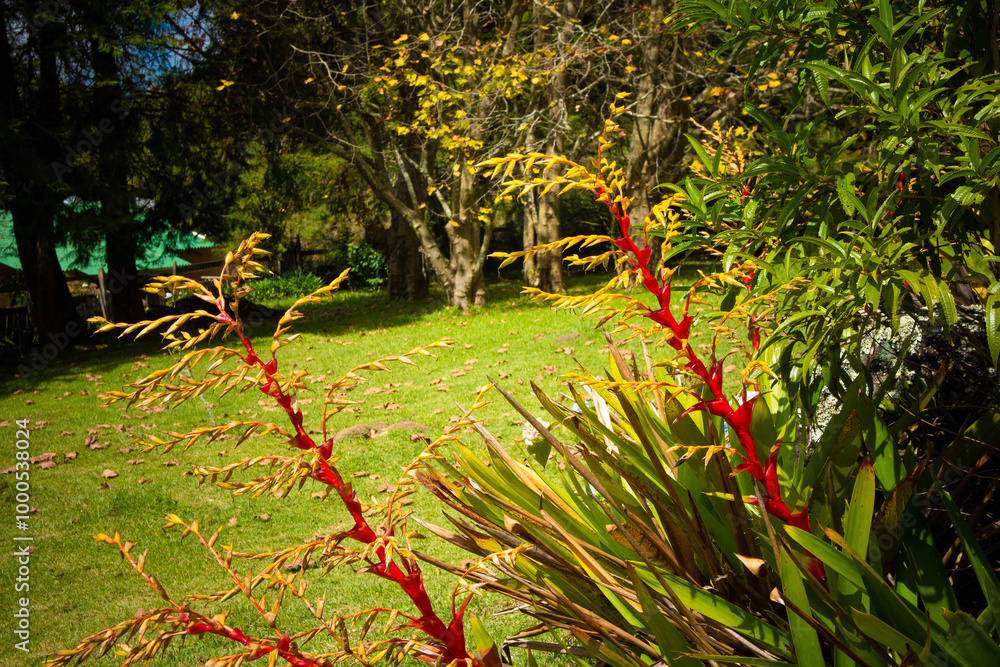 Bright red and yellow flower blooming amidst lush greenery in Serra da ...