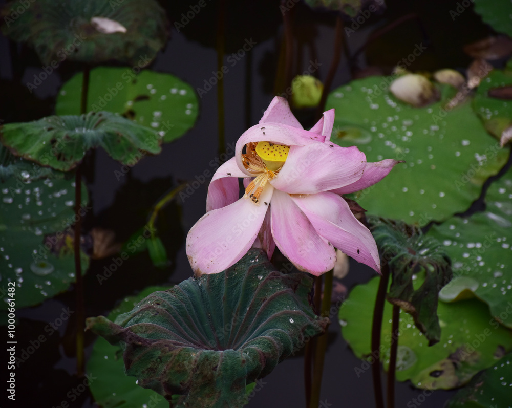 Pink lotus on a pond with raindrops and flies resting on the flower ...