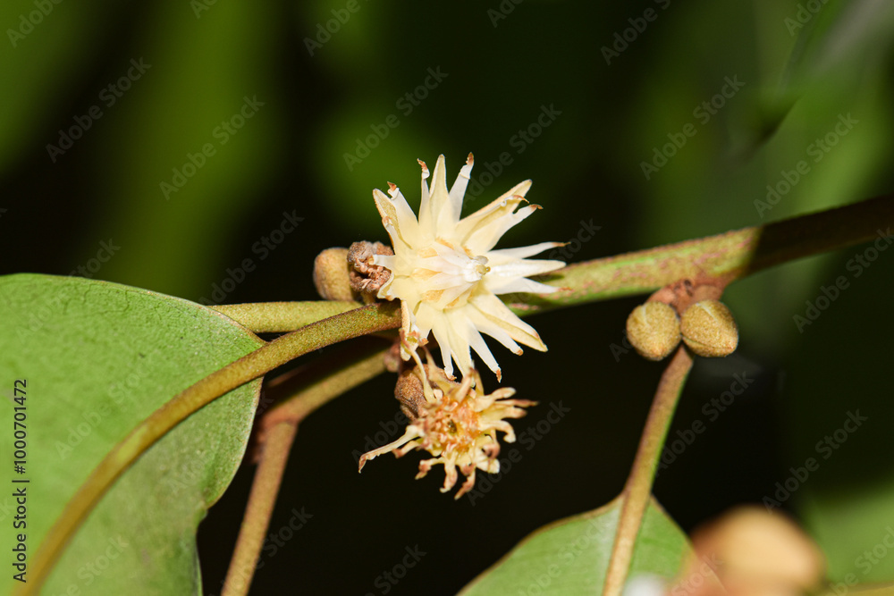 Spanish Cherry Flowers (Mimusops elengi), Also Known as Bullet Wood, on ...