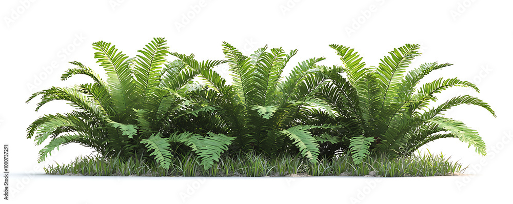 A lush tropical fern bush with dense green fronds, isolated on a white ...