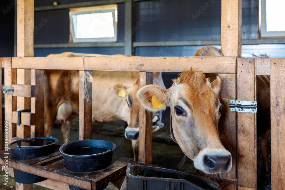 Close-up portrait of cow. Cows eat hay and water at barn. Dairy eco ...