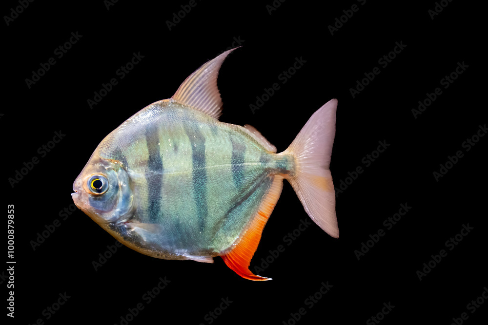 striped silver dollar (Metynnis fasciatus) is a freshwater fish native ...
