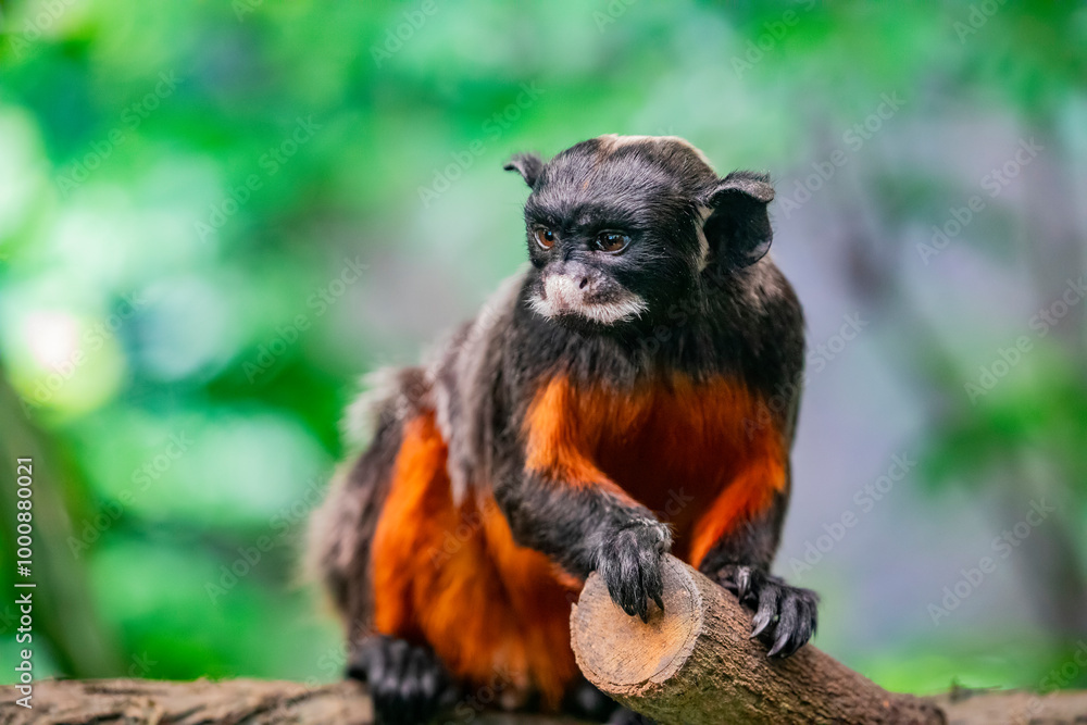 The white-lipped tamarin (Saguinus labiatus) is a tamarin which lives ...