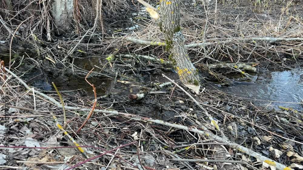 Trees in near river gnawed by beavers. Tree felled by beaver. Beaver work. Trees cut down by ...