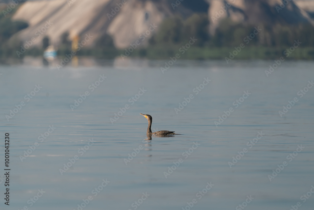 Great cormorant - Phalacrocorax carbo, black shag, Great black ...