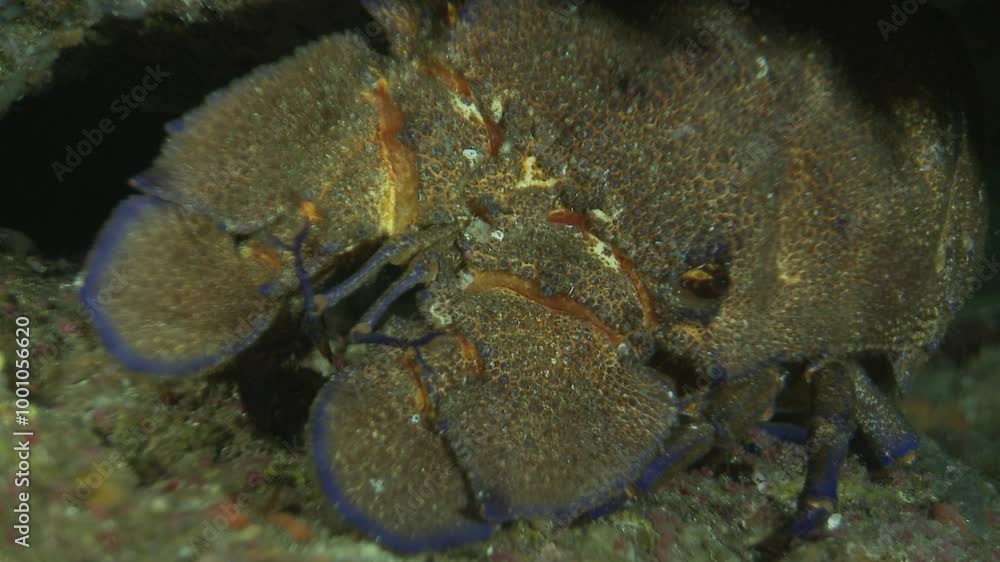 A close-up front-facing view of a slipper lobster (Scyllaridae) in ...