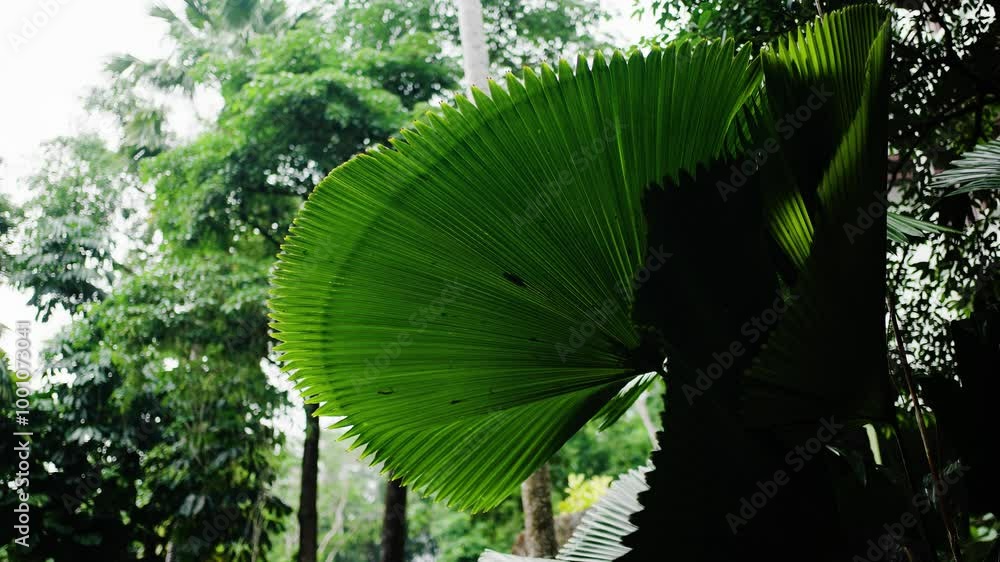 Bright tropical greens in the jungle forest equatorial climate. Background with unusual plant ...