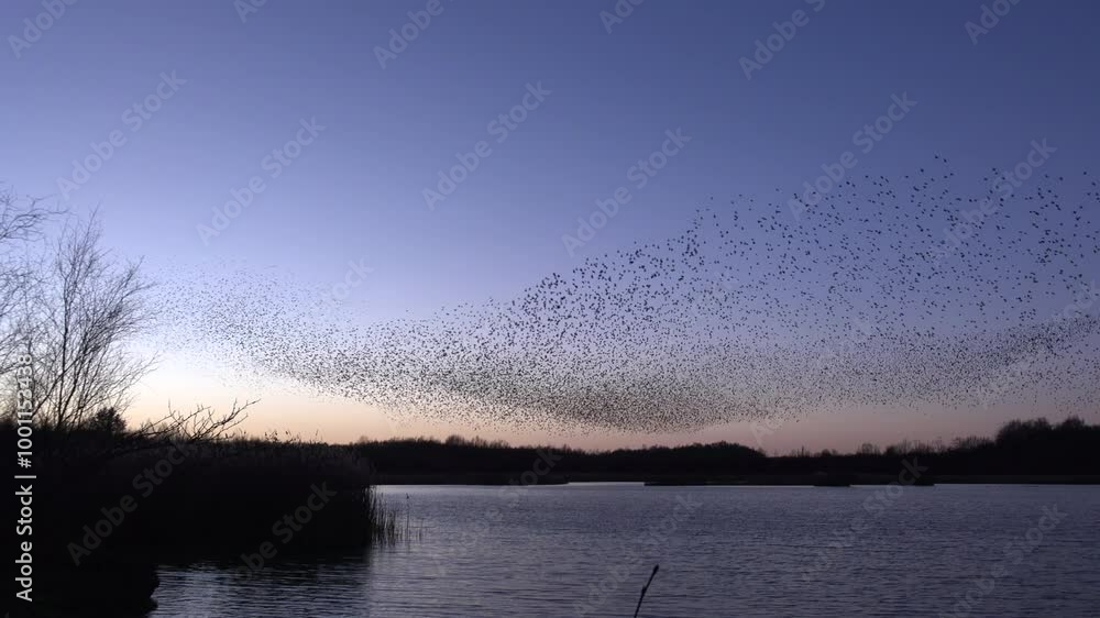 Birds flying in large flock around the sky as starling murmuration ...