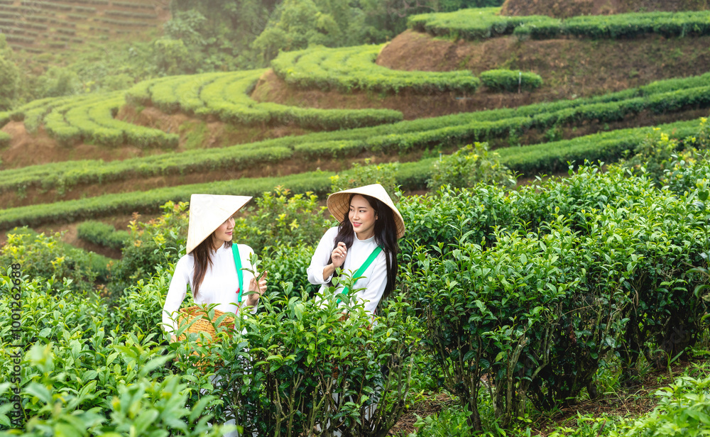 Two beautiful Asian woman wearing white Vietnam traditional dresser work carry basket picking ...
