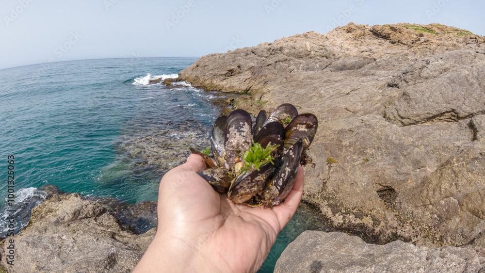 mussel, seafood, mussels, hand, shell, shellfish, sea, fresh, food ...