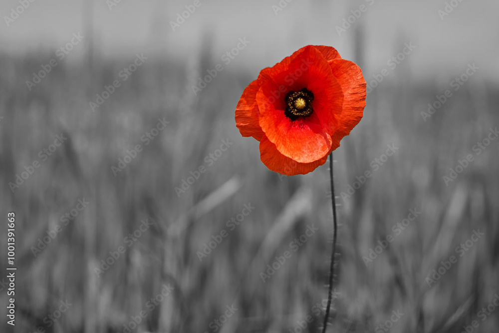 World War remembrance day. Red poppy is symbol of remembrance to those ...
