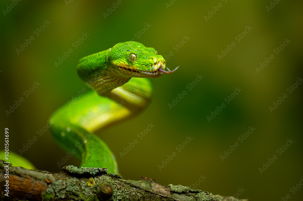 Green Tree Python Coiled on Branch. A snake with its tongue out ready ...