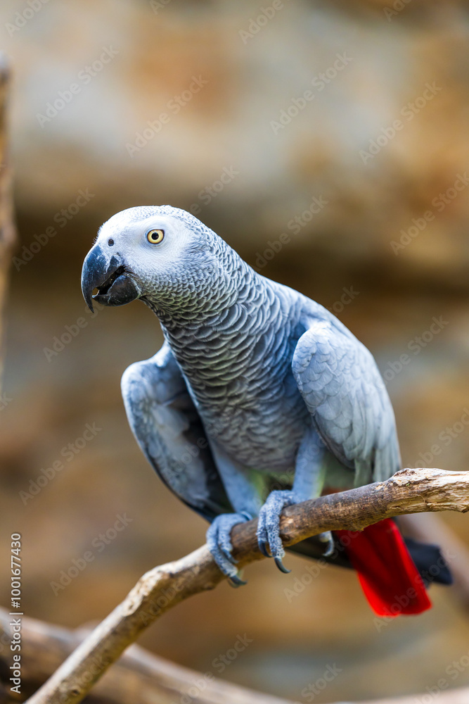 Foto de Gris du Gabon (Perroquet Jaco ou encore Psittacus erithacus ...