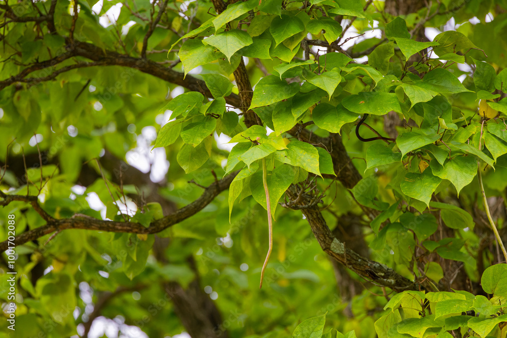 Foto de The northern catalpa (Catalpa speciosa), commonly known as the ...