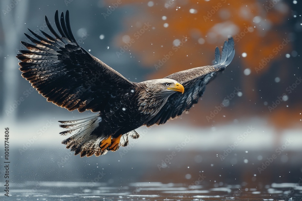 Haliaeetus albicilla, also known as the ern, erne, gray eagle, Eurasian ...