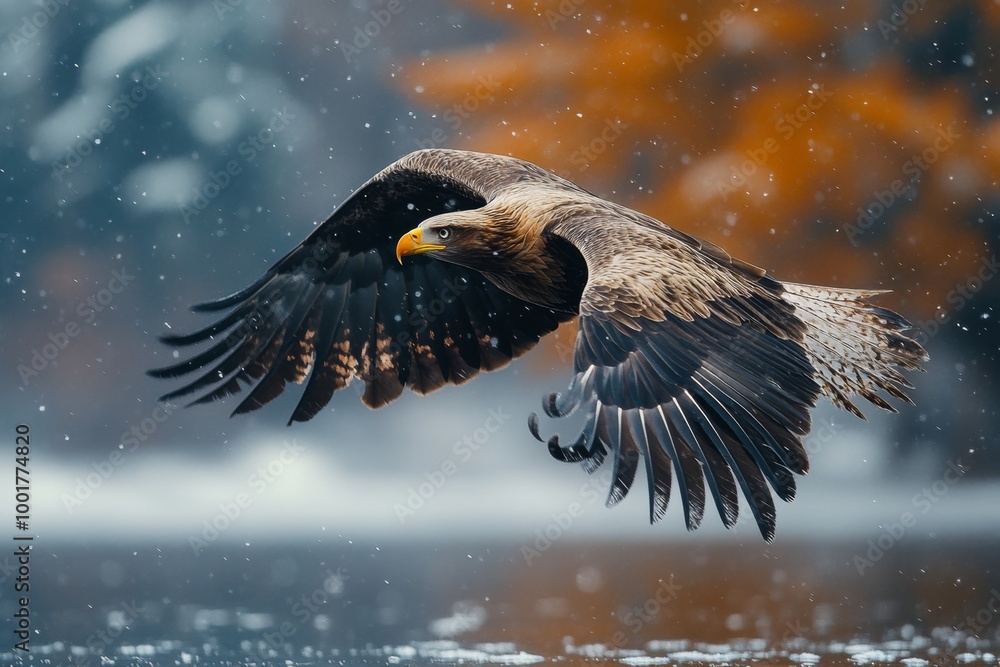 Haliaeetus albicilla, also known as the ern, erne, gray eagle, Eurasian ...